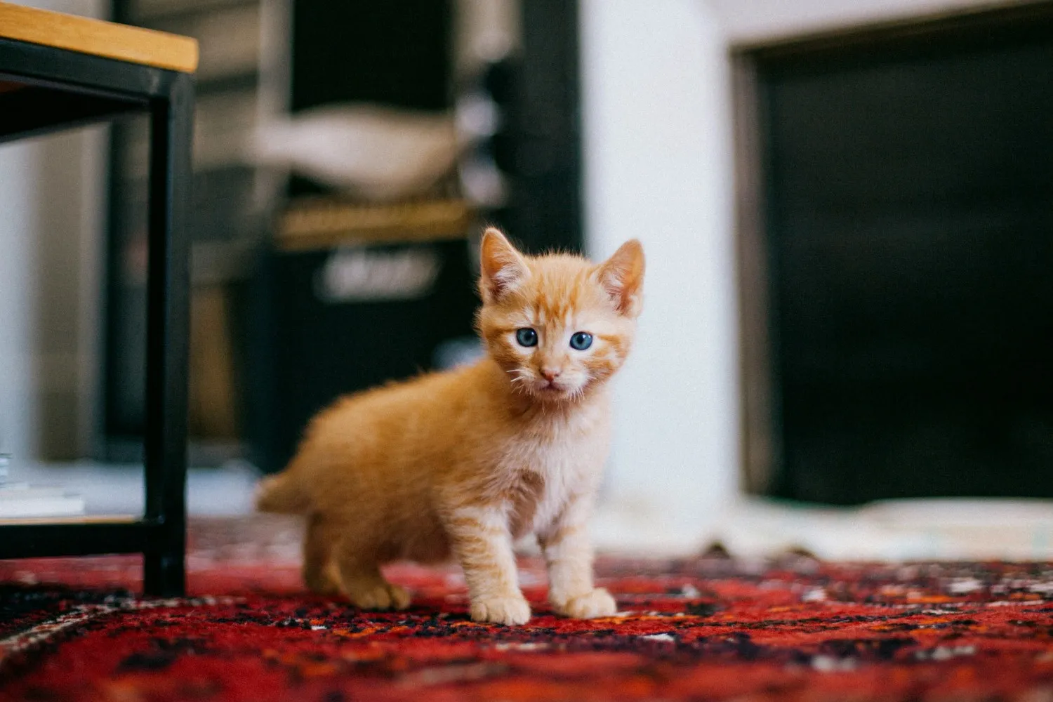 10 Cutest Small Cat Breeds for Every Home | PetKairo