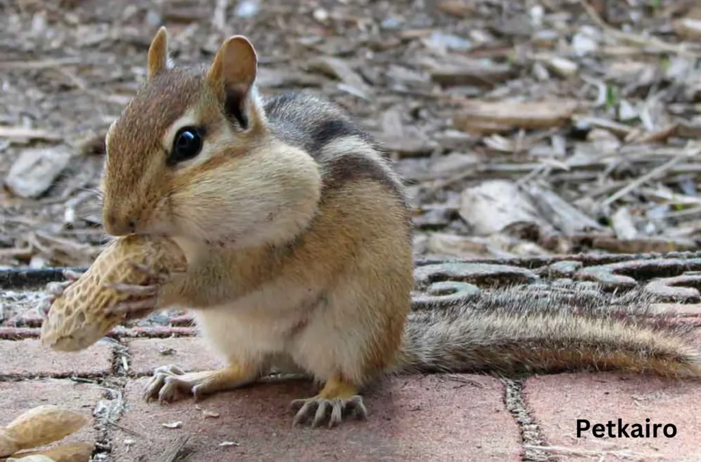 Top 10 Most Popular Pets in the USA | PetKairo