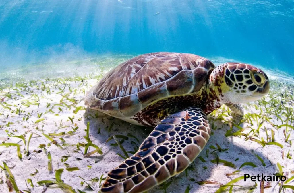 Top 10 Most Popular Pets in the USA | PetKairo