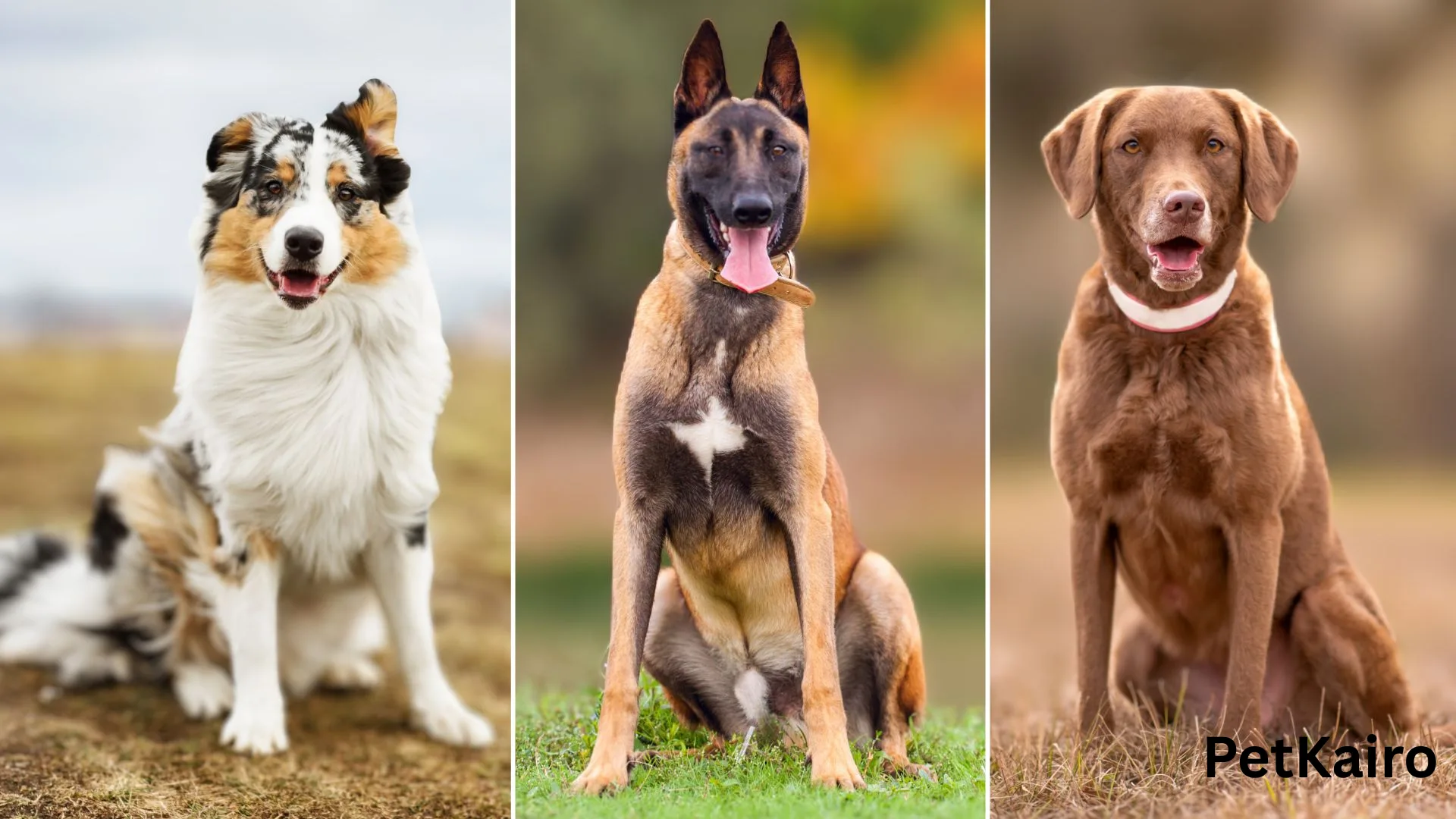 7 Best Guard Dog Breeds for Estate Protection | PetKairo